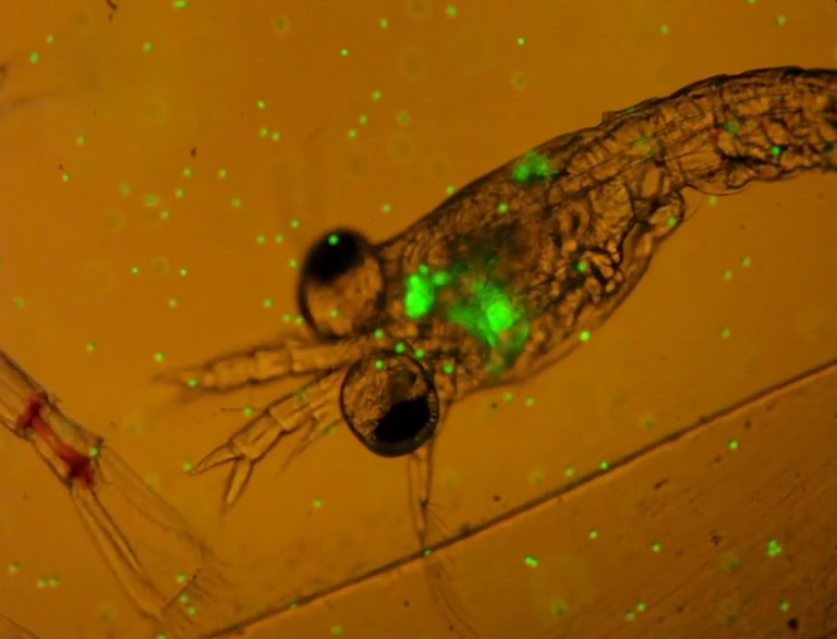 Microplastics – Microplastic Survey